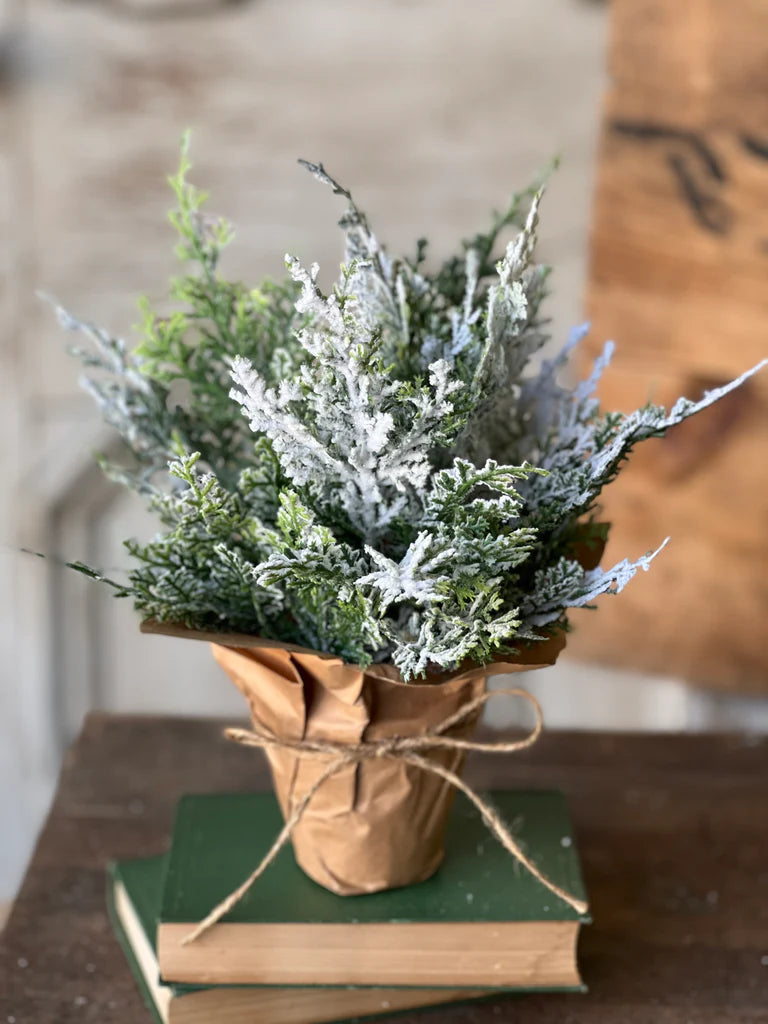 Cypress Snowy Pot – Lily and Sparrow